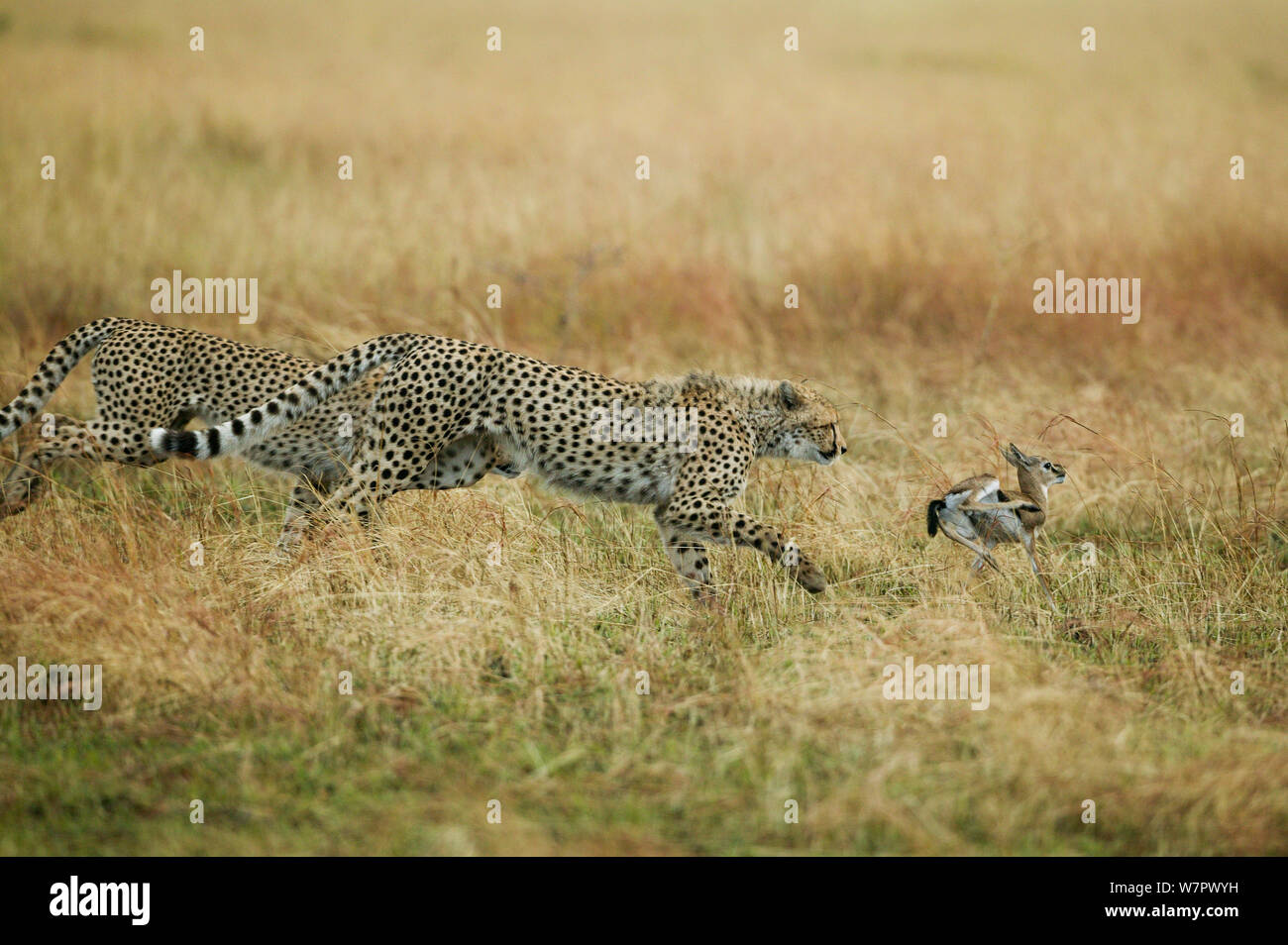Cheetah hunting gazelles hi-res stock photography and images - Alamy