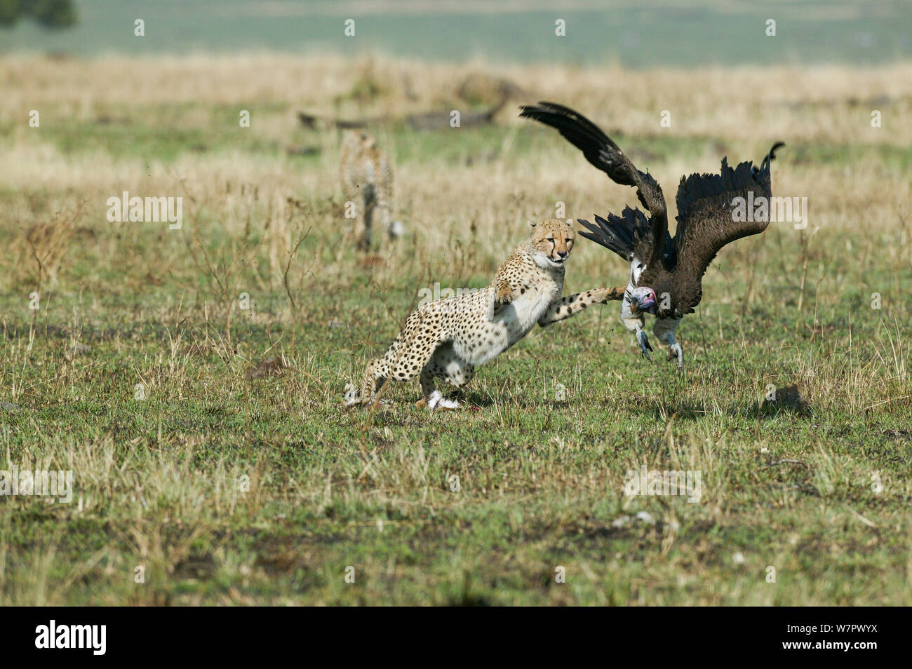 Cheetah Mixed With Eagle