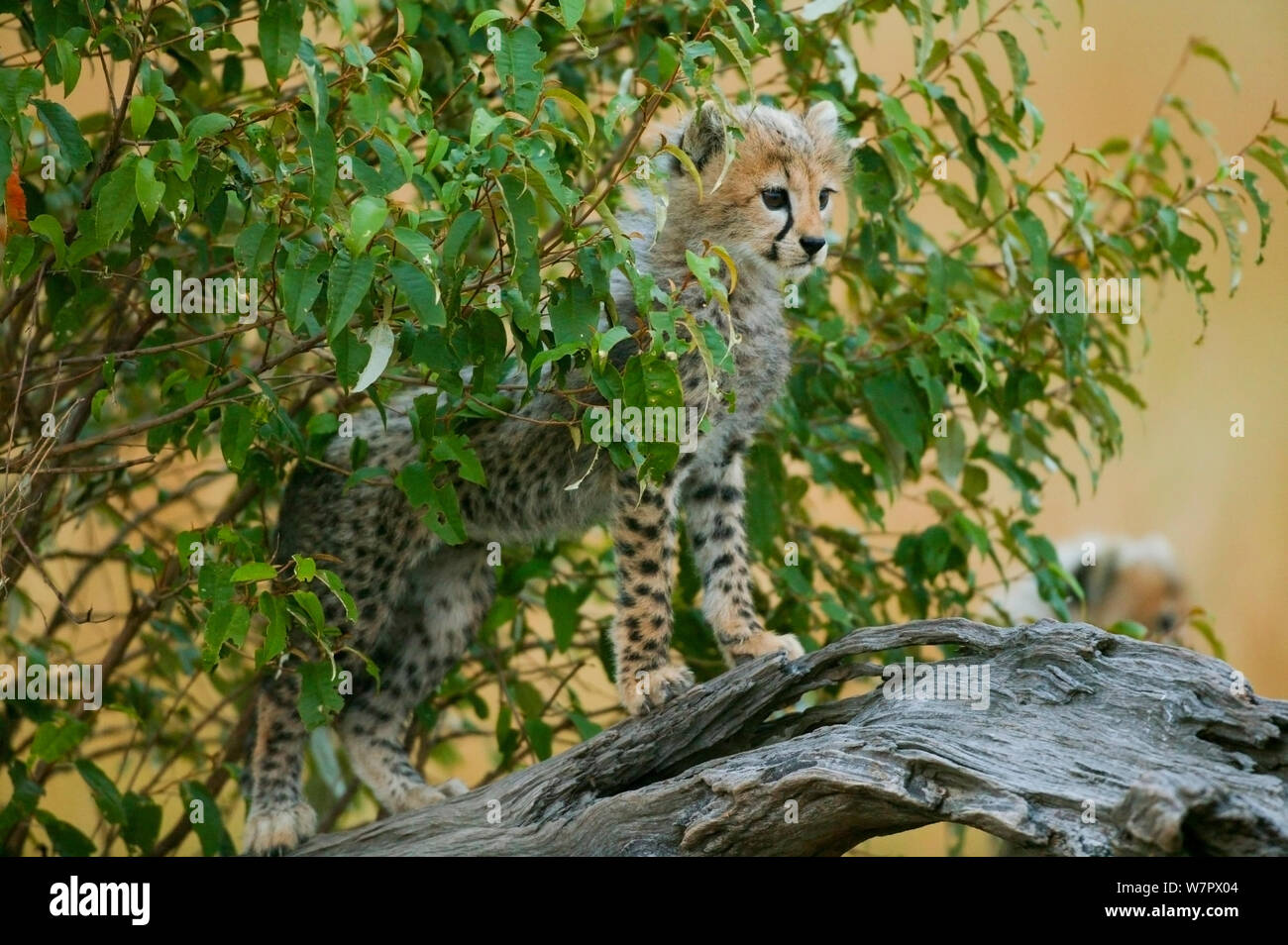 Cheetah (Acinonyx jubatus) cub, Masai-Mara Game Reserve, Kenya ...