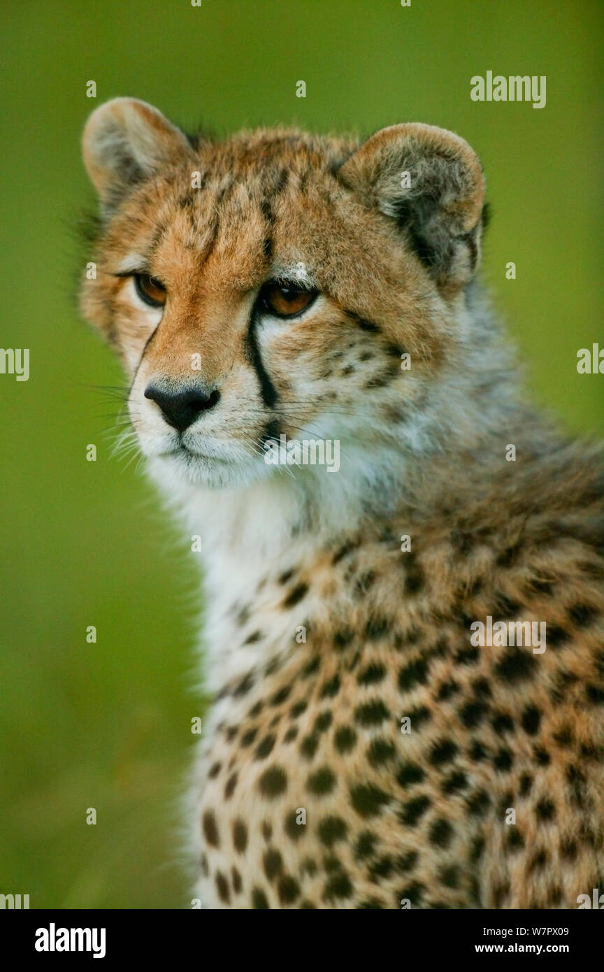 Cheetah (Acinonyx jubatus) cub aged 6/7 months. Masai-Mara Game Reserve ...