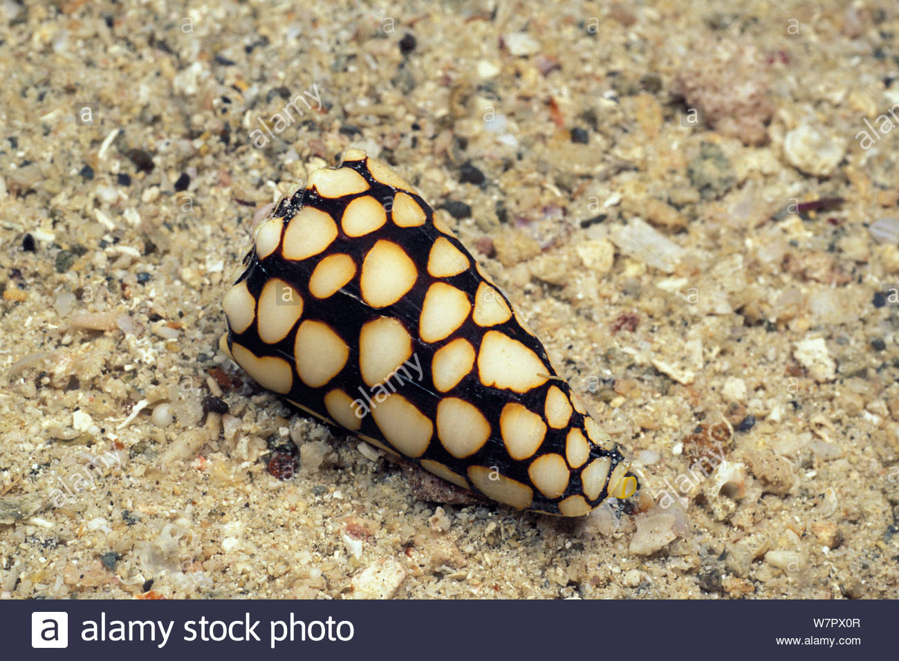 Cone Shells Stock Photos & Cone Shells Stock Images - Alamy