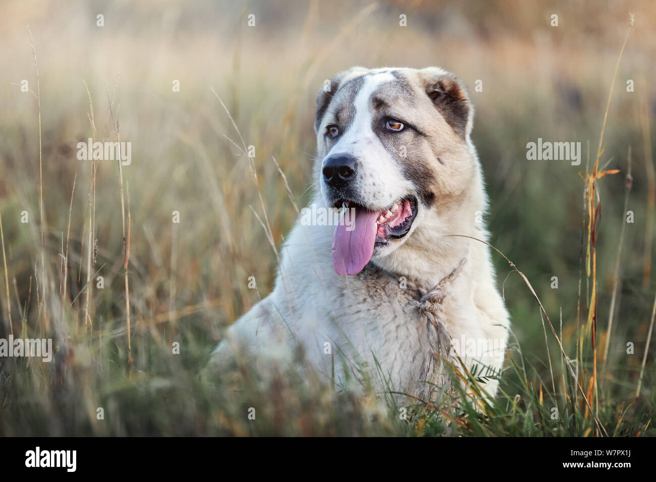 Central Asian Shepherd Dog High Resolution Stock Photography and Images ...