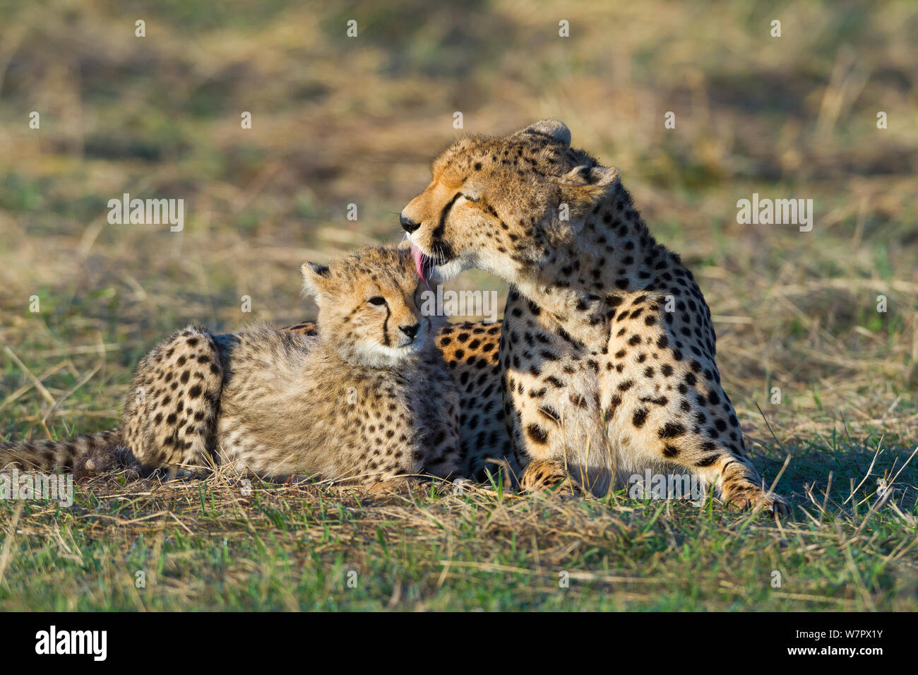 Baby cheetahs grooming hi-res stock photography and images - Alamy