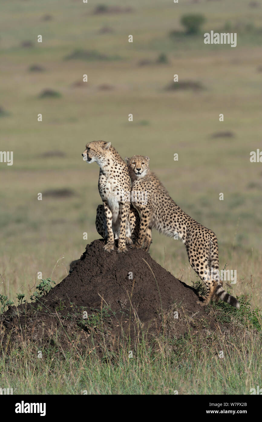 Cheetah (Acinonyx jubatus) mother and immature, Masai-Mara Game Reserve ...