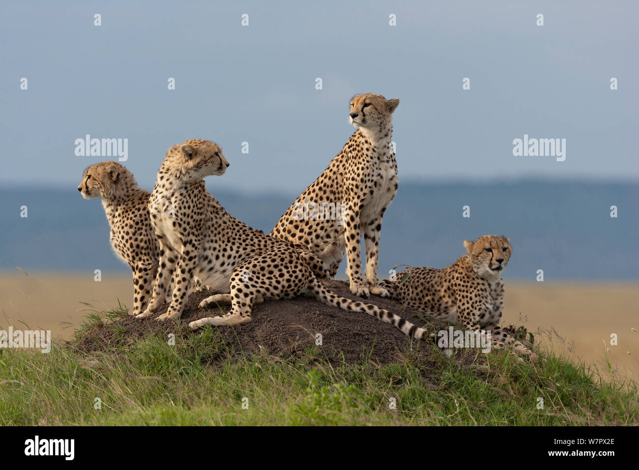 Cheetah (Acinonyx jubatus) mother and cubs about 14 months, Masai-Mara ...