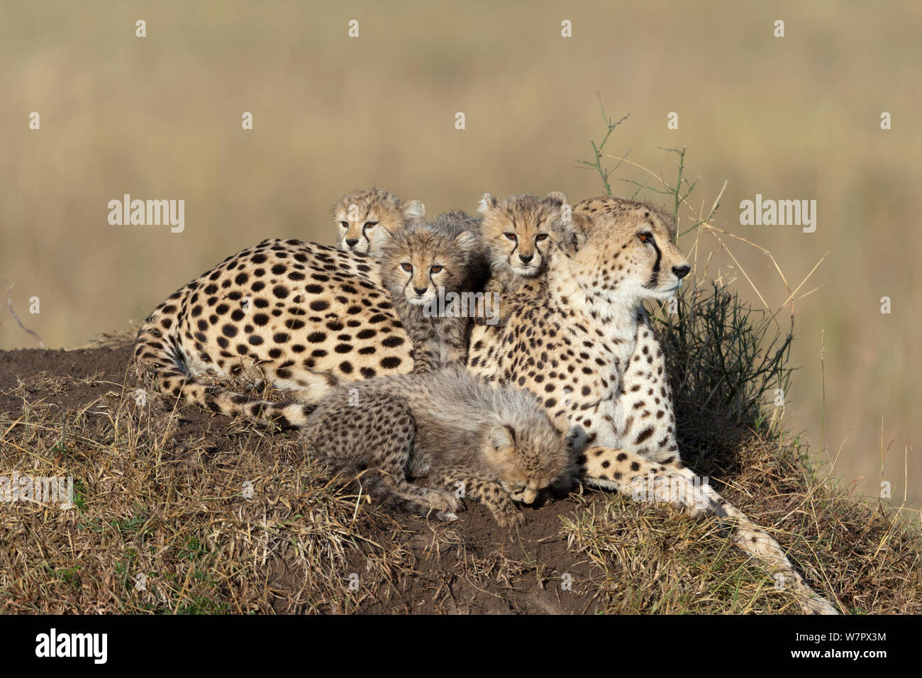 3 young cheetahs hi-res stock photography and images - Alamy