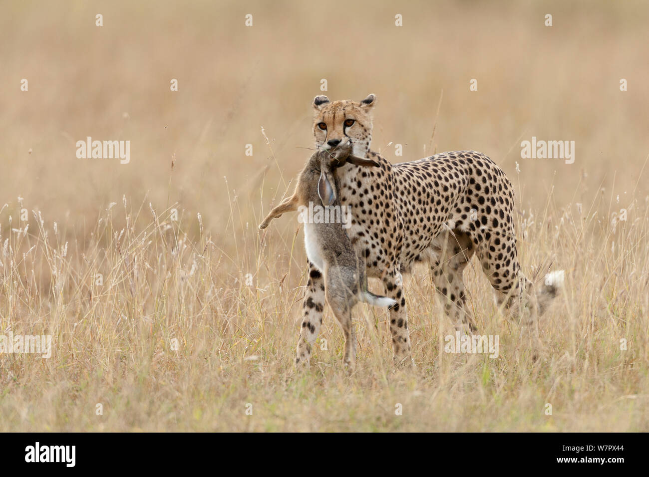 Lagormorphs hi-res stock photography and images - Alamy