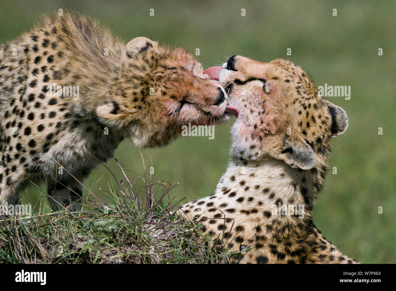 Cheetahs licking their faces hi-res stock photography and images - Alamy