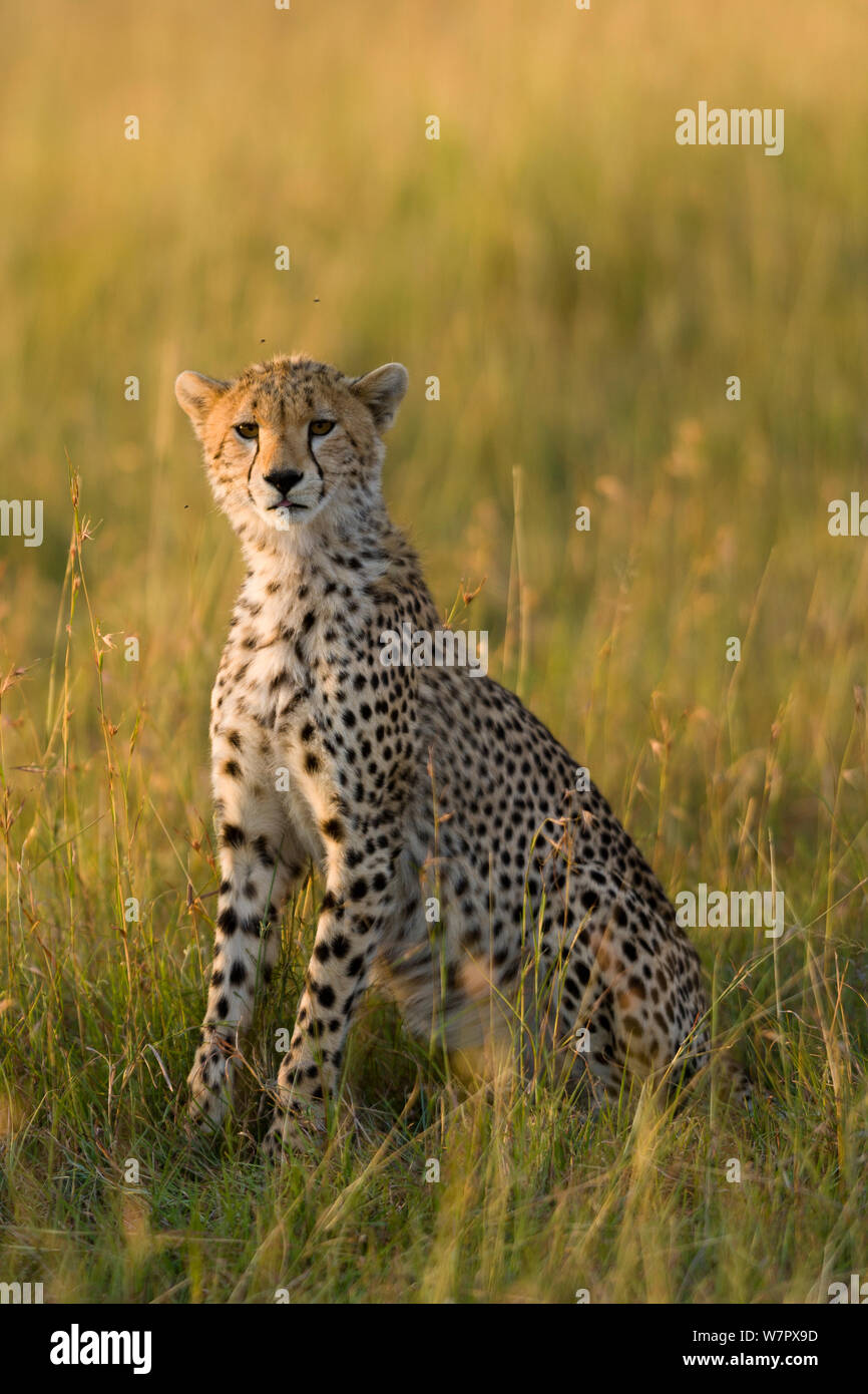 Cheetah (Acinonyx jubatus) juvenile, Masai-Mara Game Reserve, Kenya ...