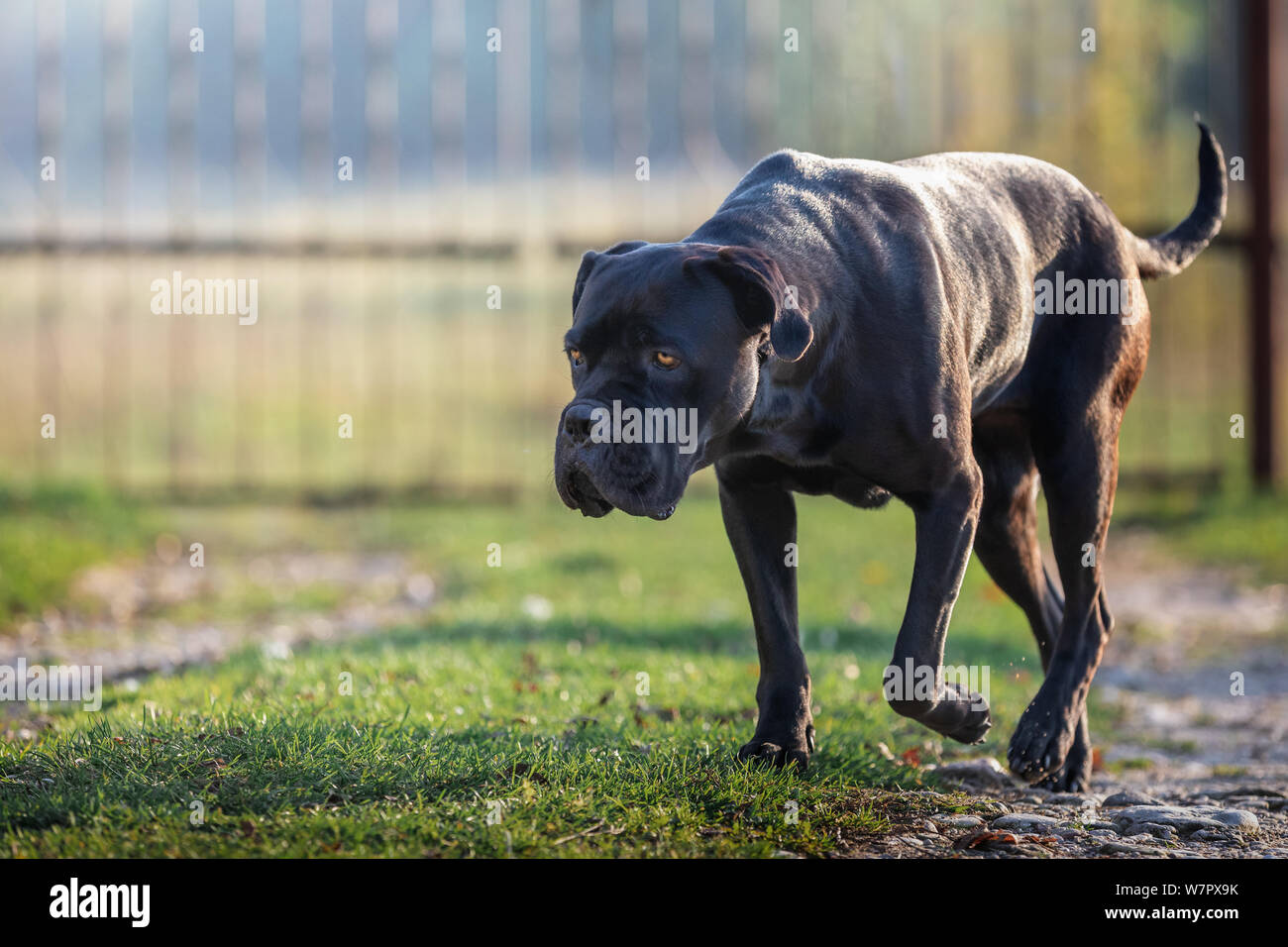 Sad black dog lowering his head and goes home Stock Photo - Alamy