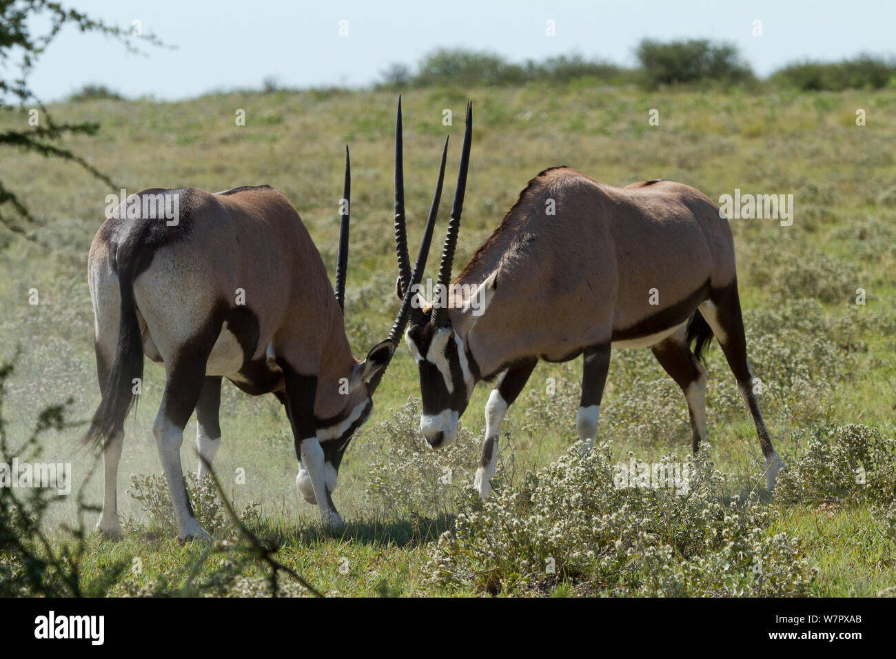 Kalahari oryx game reserve hi-res stock photography and images - Alamy