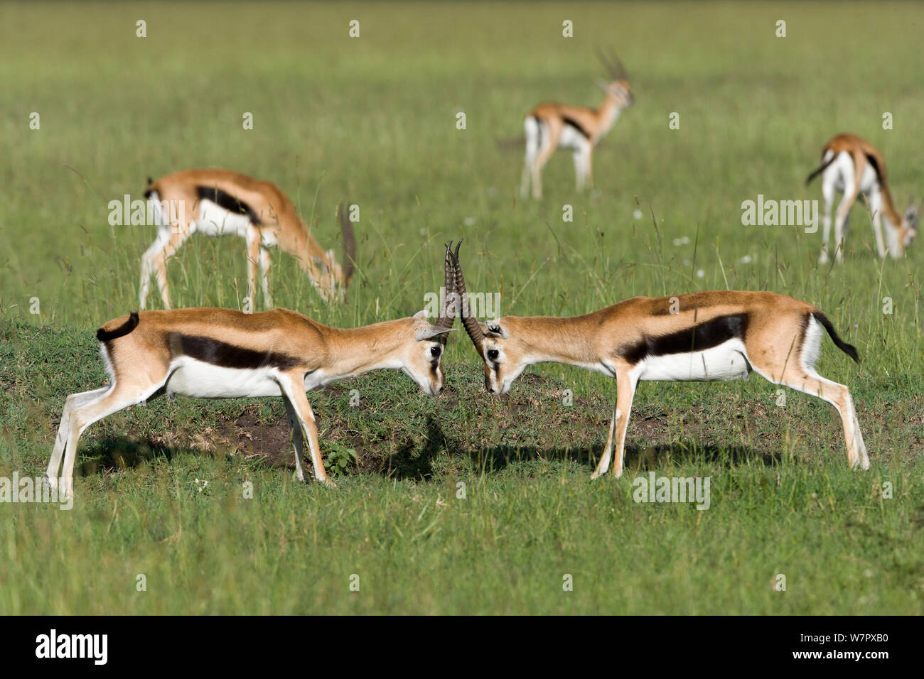 Gazelles fighting hi-res stock photography and images - Alamy