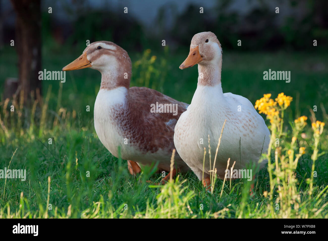 Two ducks late evening Stock Photo - Alamy