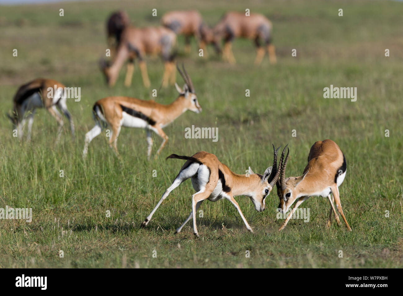 Gazelles fighting hi-res stock photography and images - Alamy