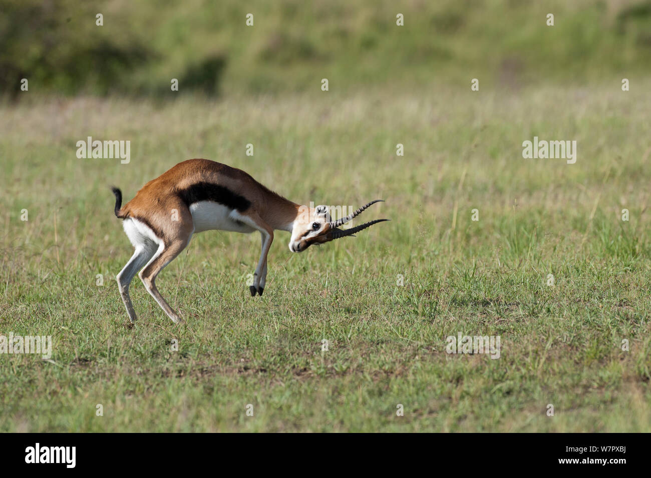 Thomsons gazelle jumping hi-res stock photography and images - Alamy