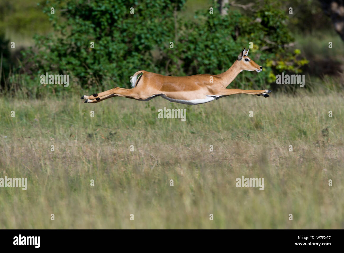 Impalas jumping hi-res stock photography and images - Alamy