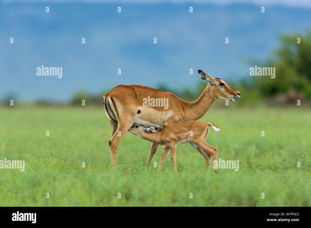 Impala babies hi-res stock photography and images - Alamy