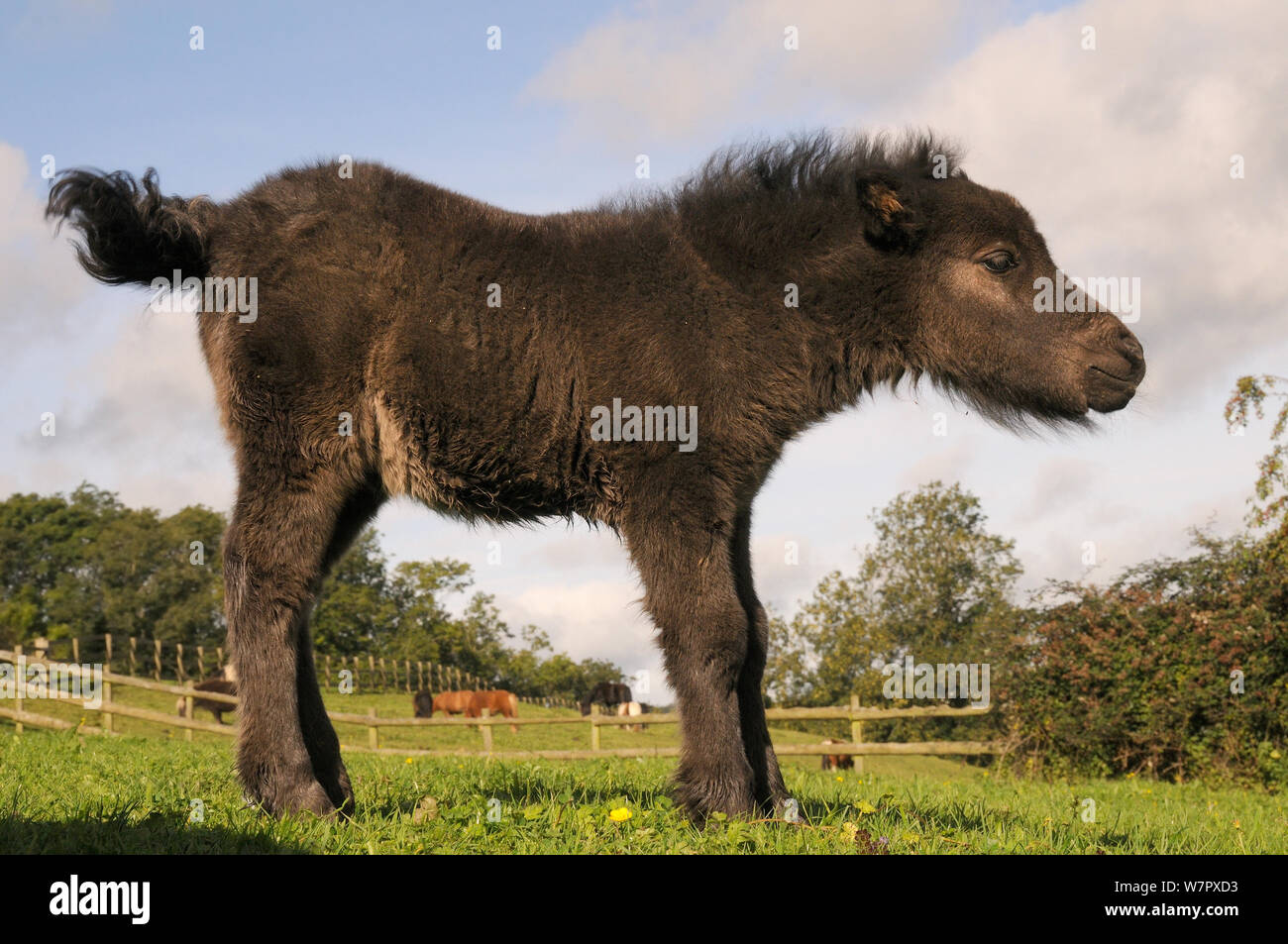 American miniature horse (Equus caballus) foal standing in a grassy ...