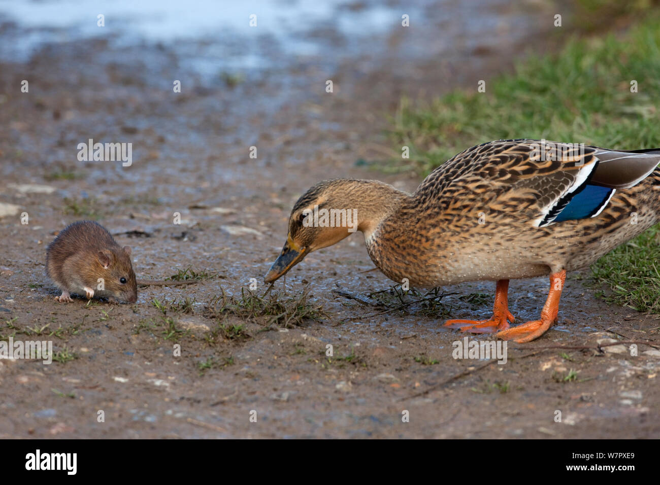 Uk duck species hi-res stock photography and images - Alamy