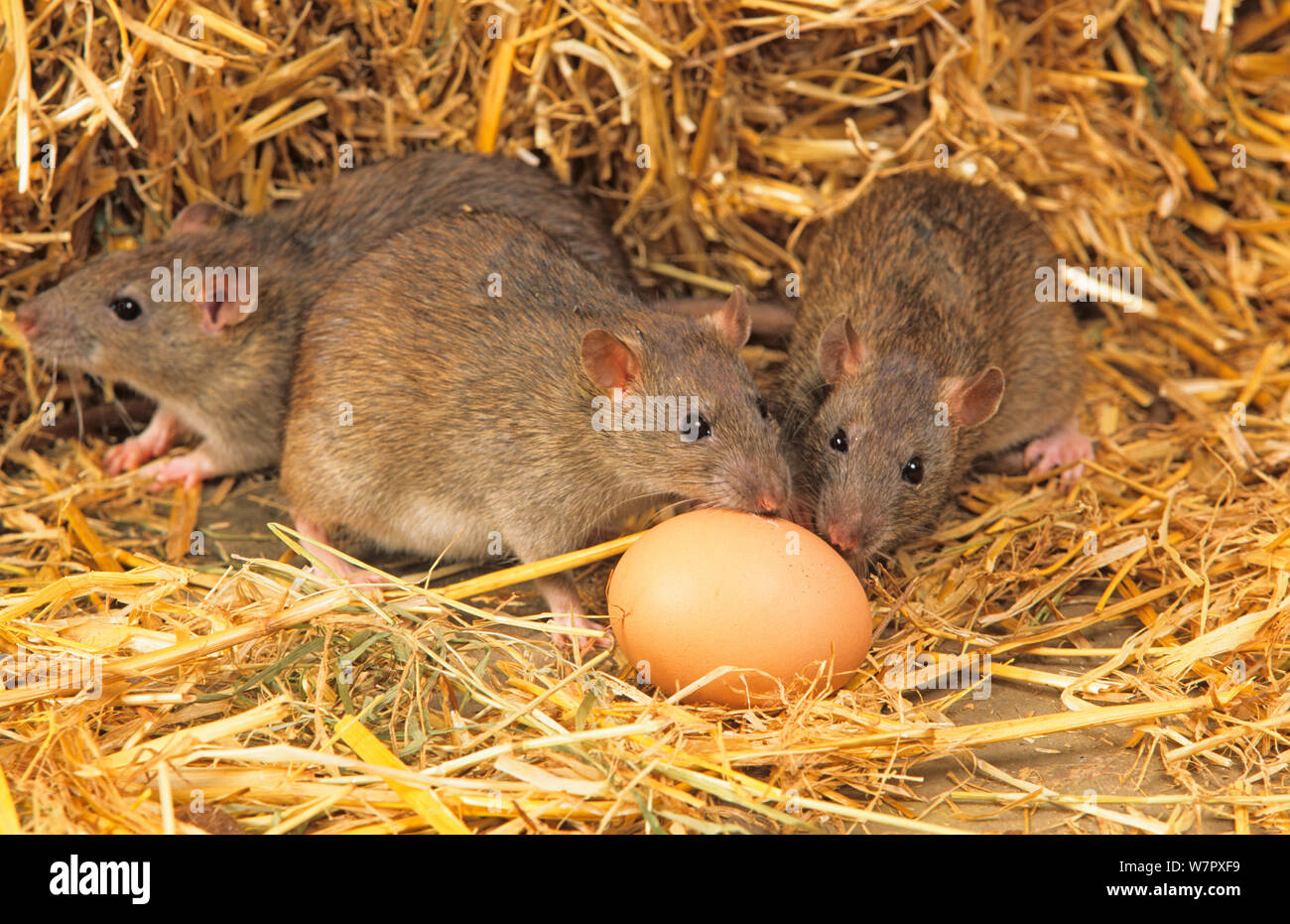 Brown rats rattus norvegicus scavenging hi-res stock photography and ...