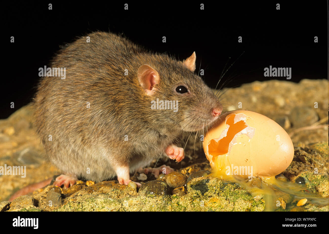 Brown rats rattus norvegicus scavenging hi-res stock photography and ...