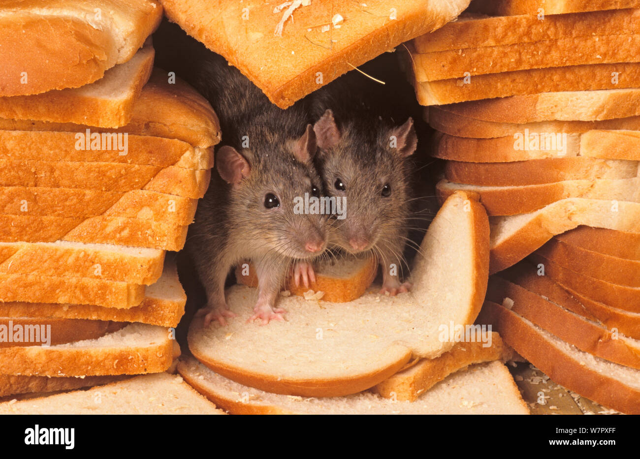 Brown Rat (Rattus norvegicus) in bread. UK, May Stock Photo - Alamy