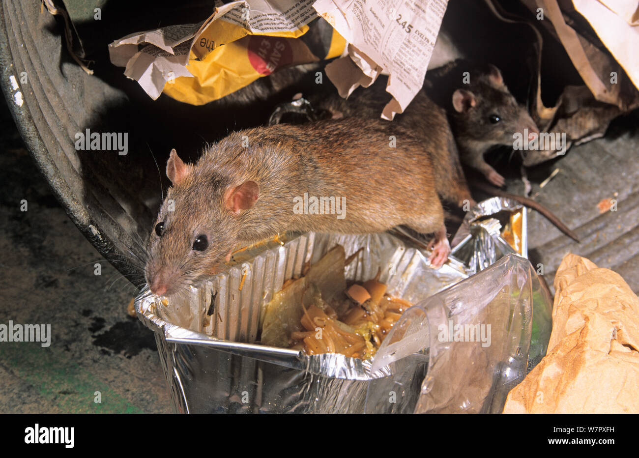 Brown Rat (Rattus norvegicus) scavenging in bin. UK, May Stock Photo ...