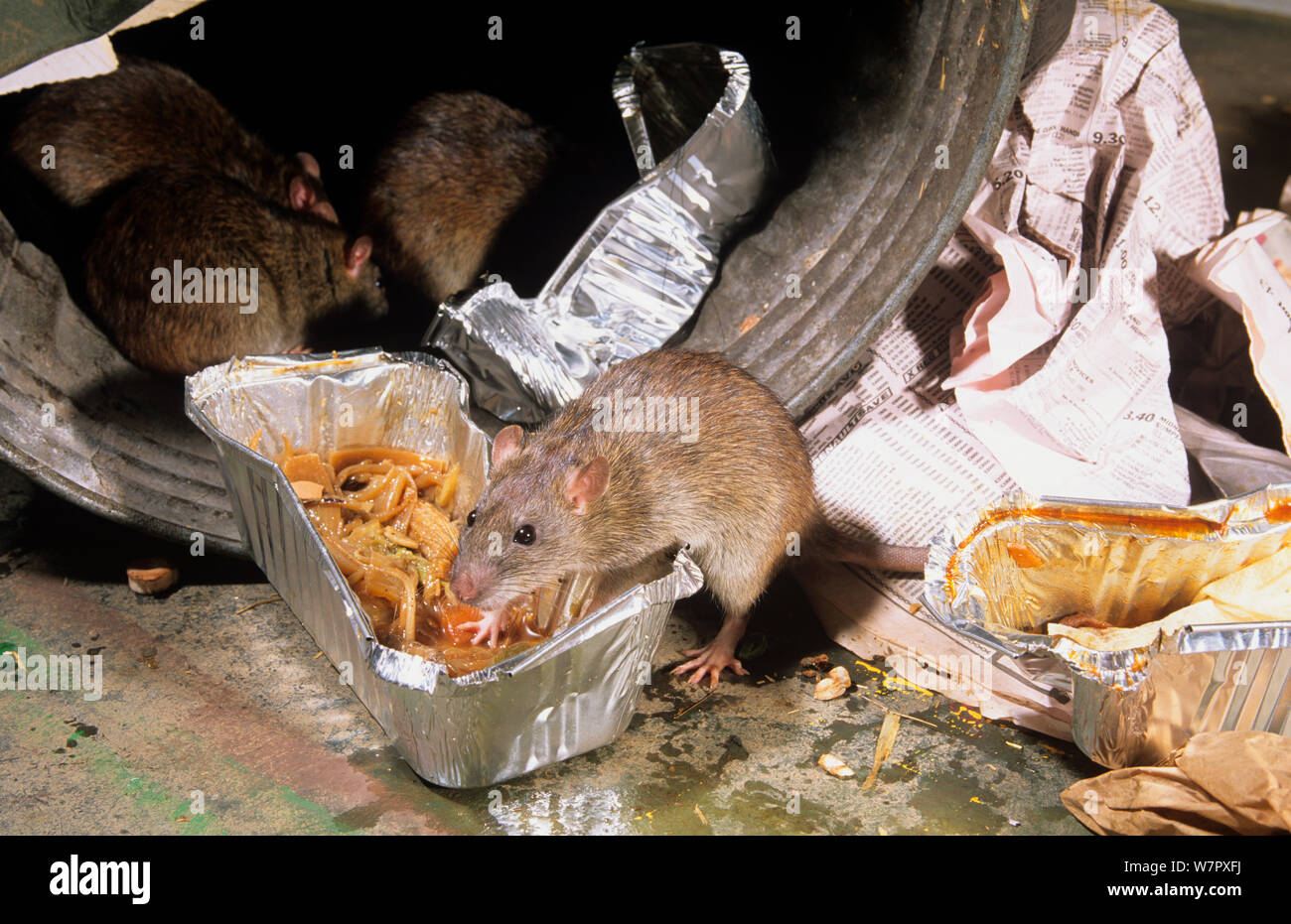 Brown Rat (Rattus norvegicus) scavenging in bin. UK, May Stock Photo ...