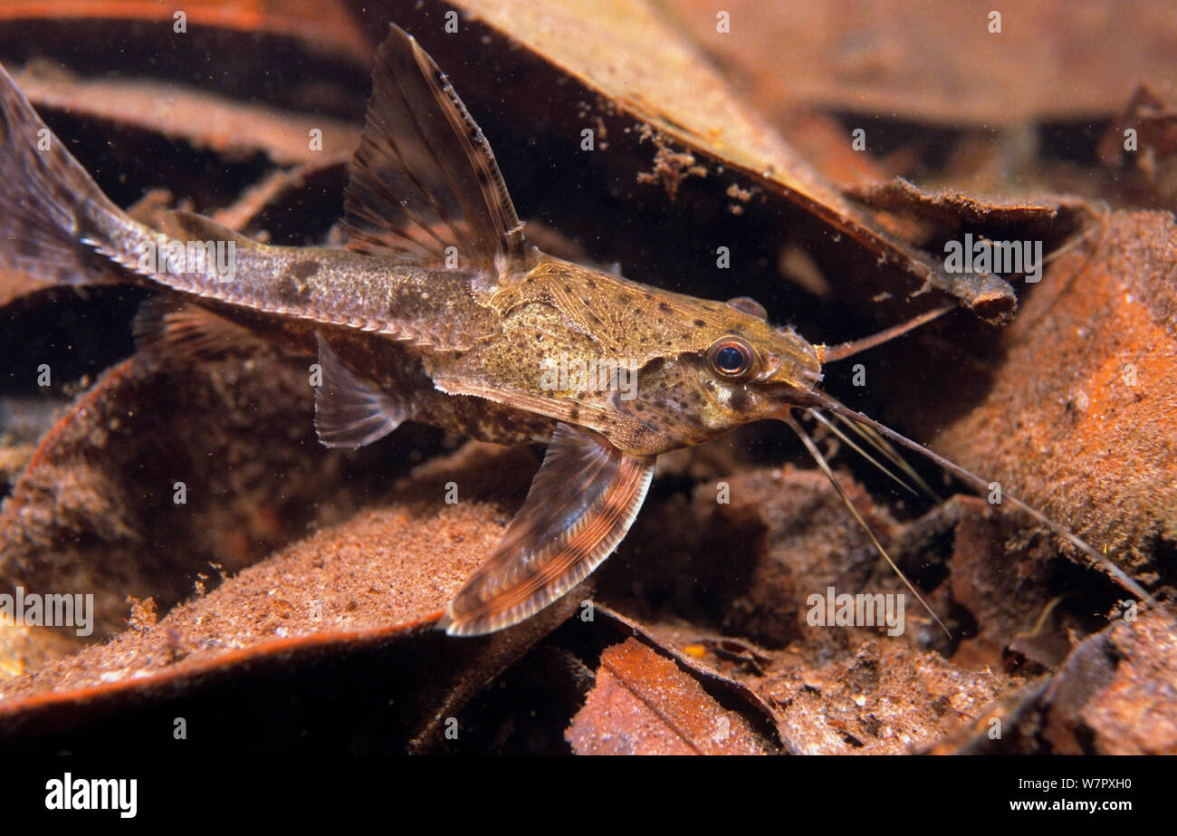 Unidentified Armoured catfish ( Loricariidae) in tributary of Amazon ...