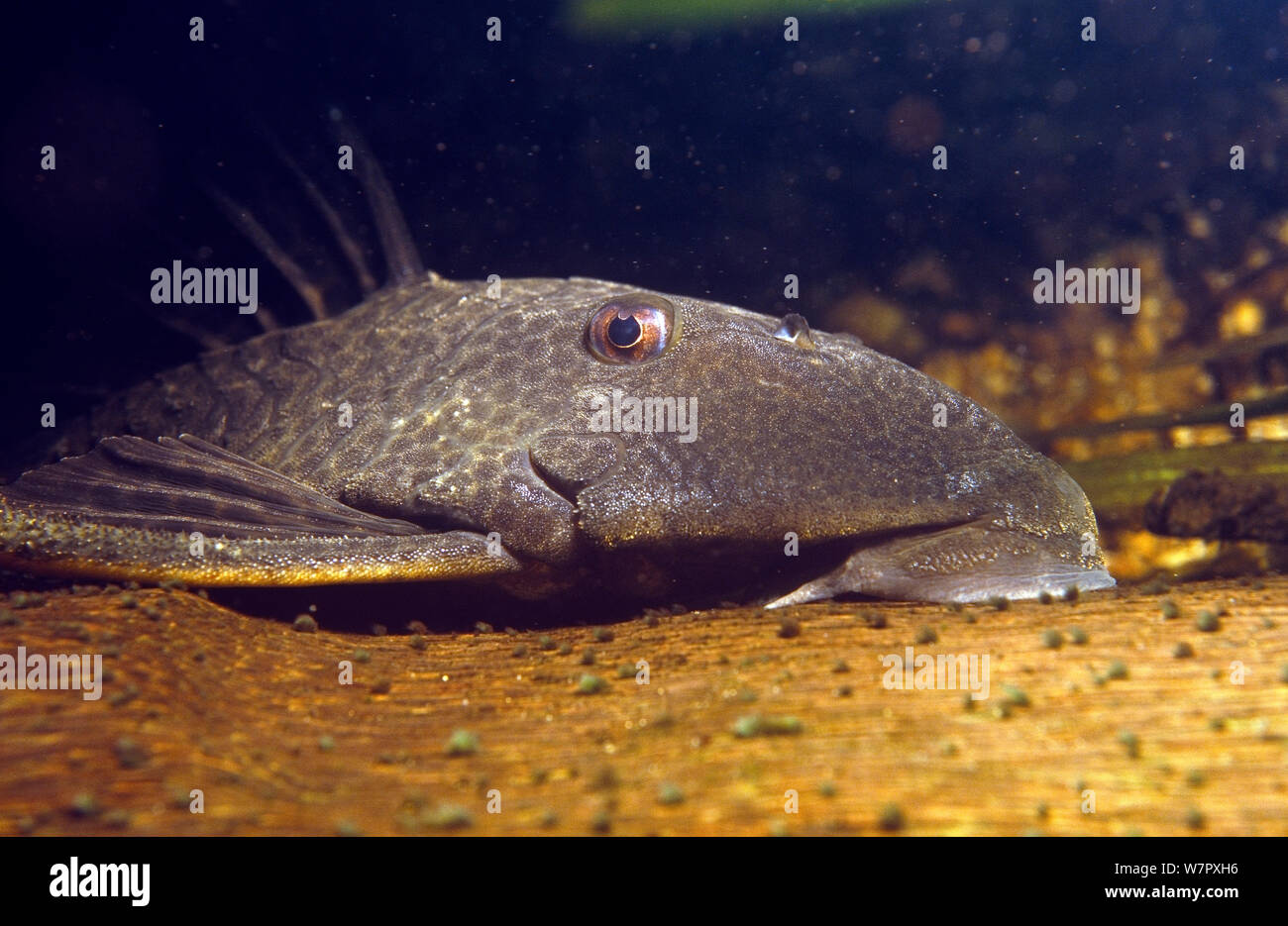 Wood eating catfish (Panaque sp.) Southern Amazon basin, Brazil Stock ...