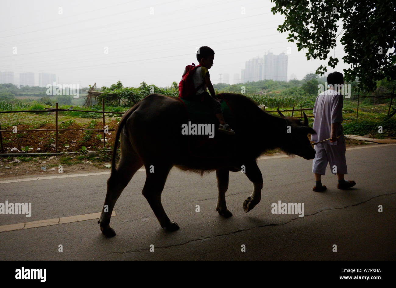 Ox back hi-res stock photography and images - Alamy