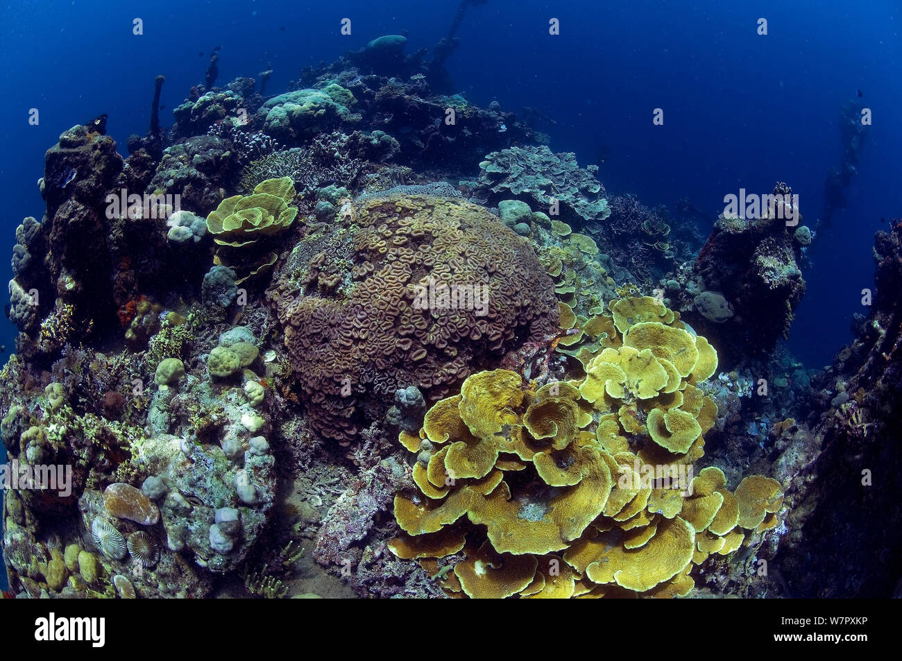 Corals growing on Japanese shipwreck - stern section of 'Kasi Maru ...