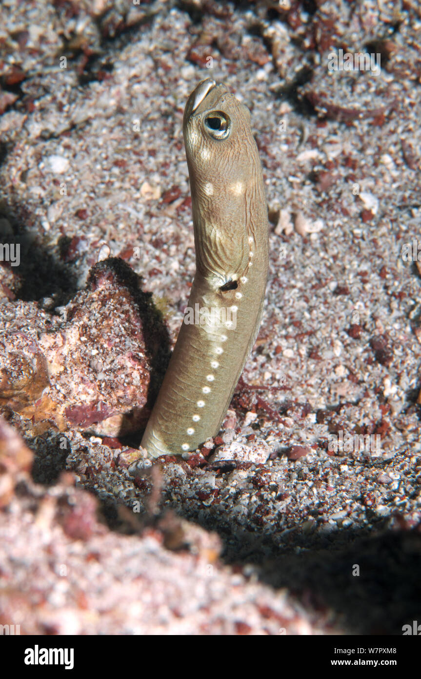 Galapagos garden eel (Heteroconger hassi) emerging from burrow ...