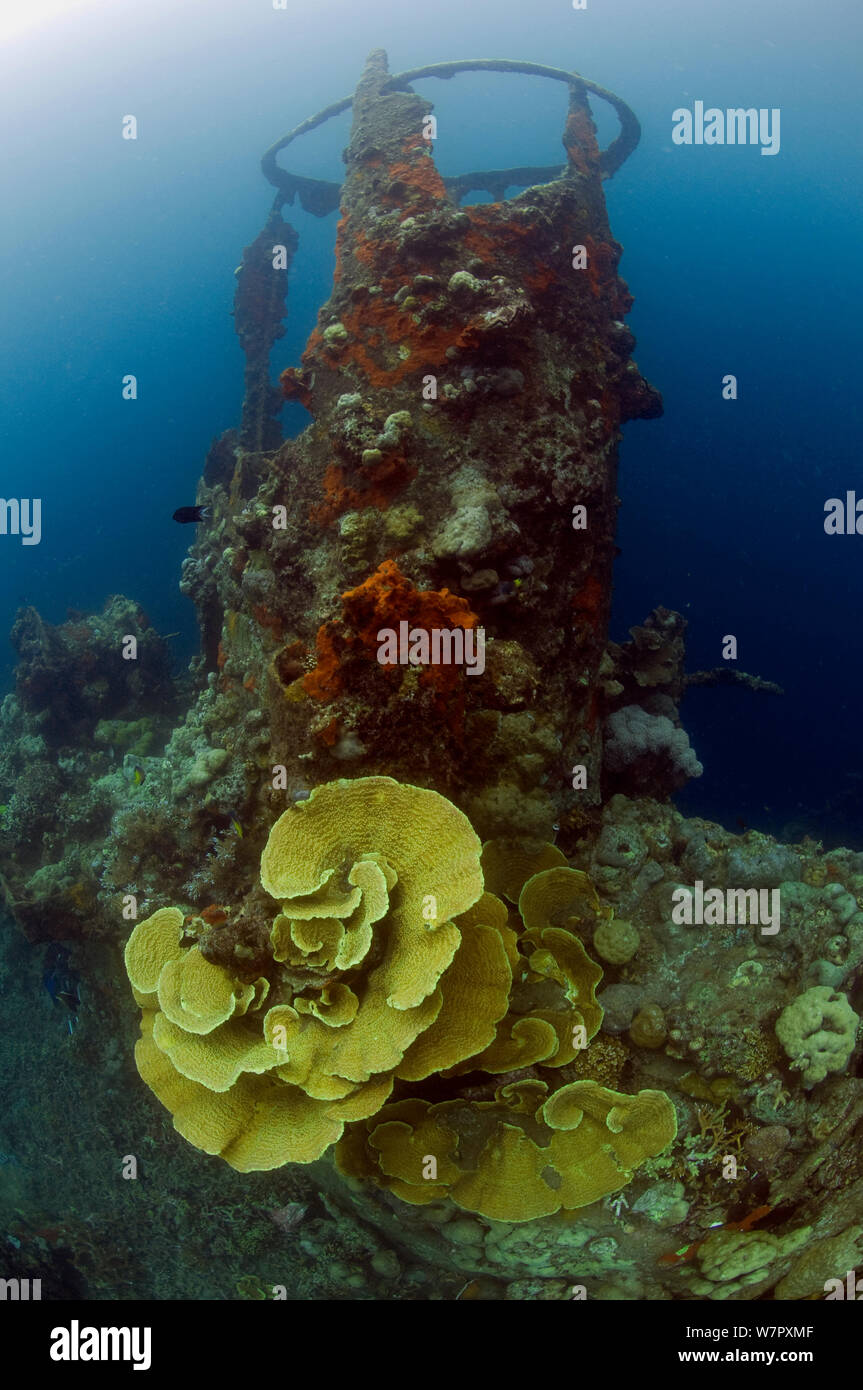 Funnel and corals on the wreck of the Japanese war wreck - 'Kasi Maru ...
