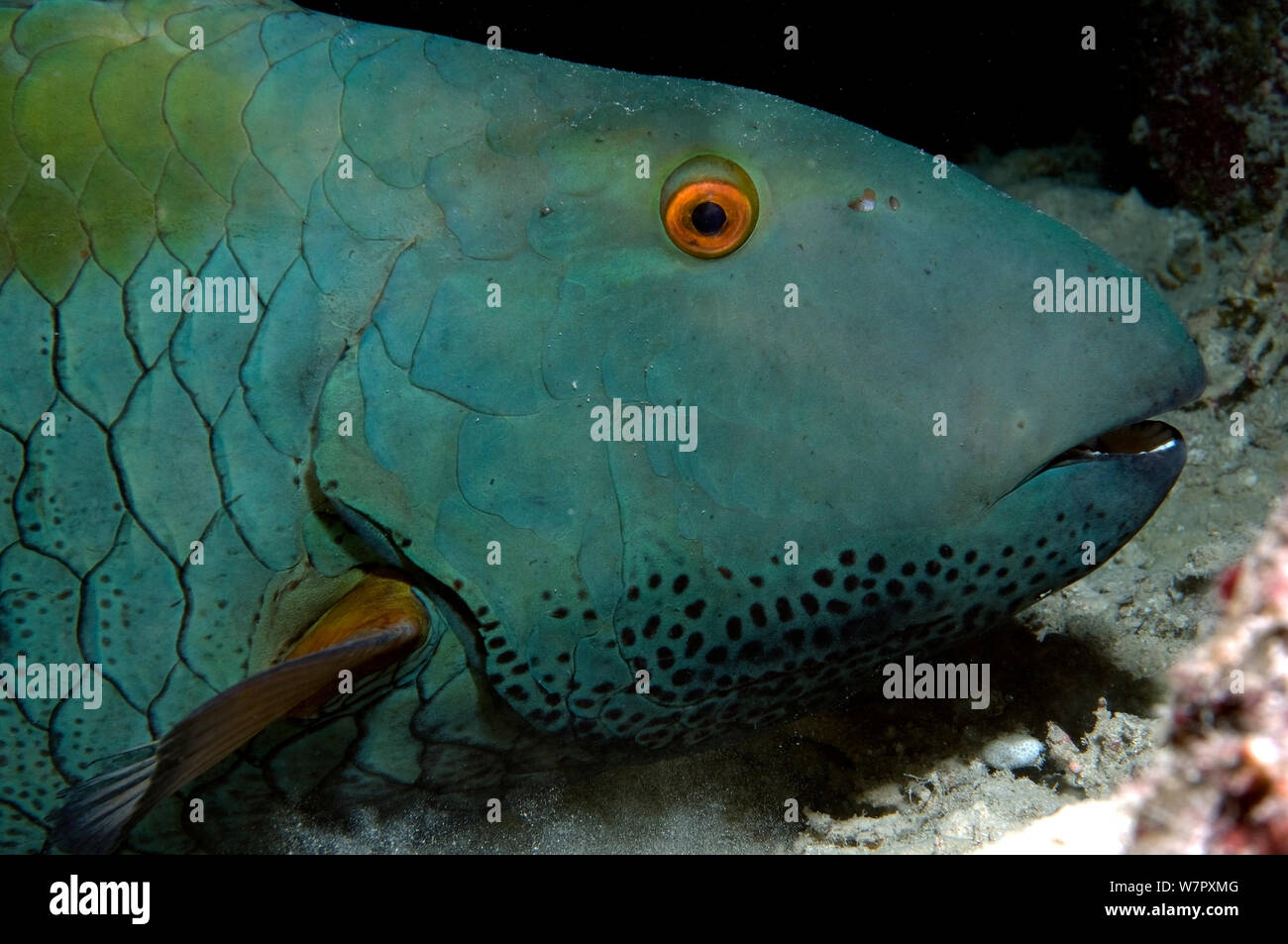 Bicolour parrotfish (Hipposcarus harid) sleeping at night, Red Sea ...