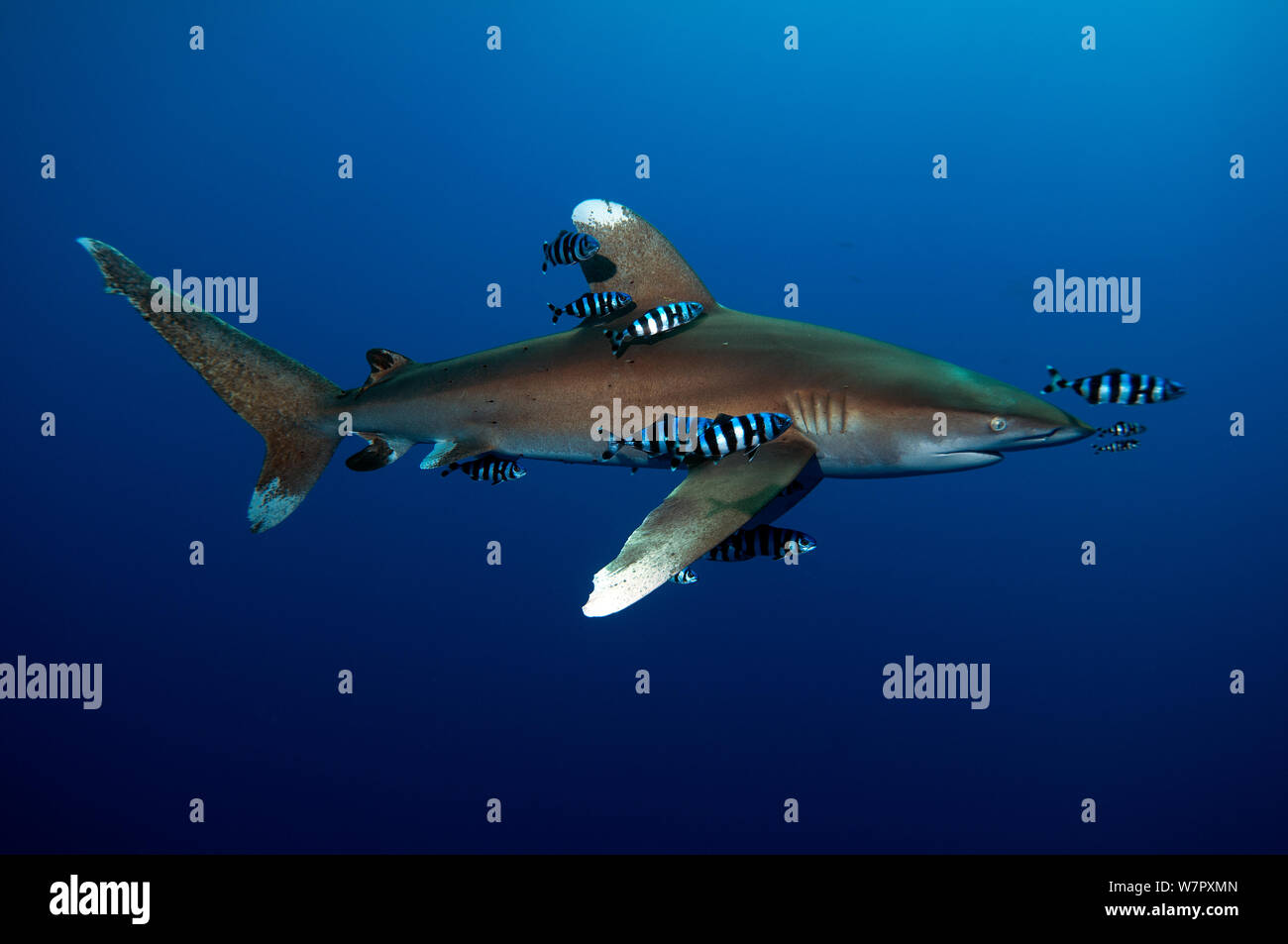 Oceanic white-tip shark (Carcharhinus longimanus) accompanied by Pilot ...