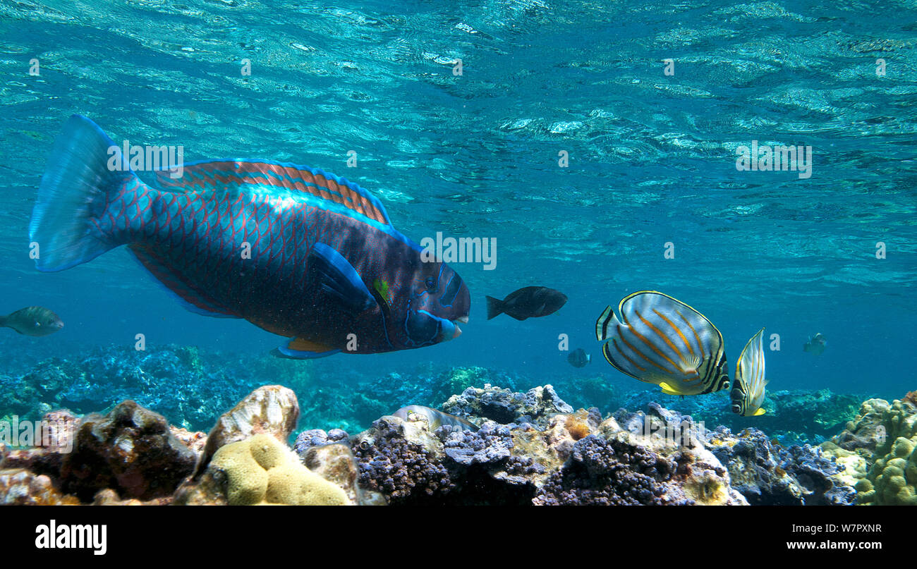 Pacific ocean fish hi-res stock photography and images - Alamy