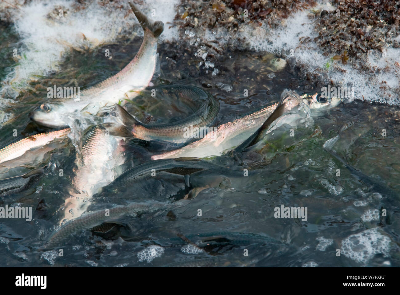 Herrings seaweed hi-res stock photography and images - Alamy
