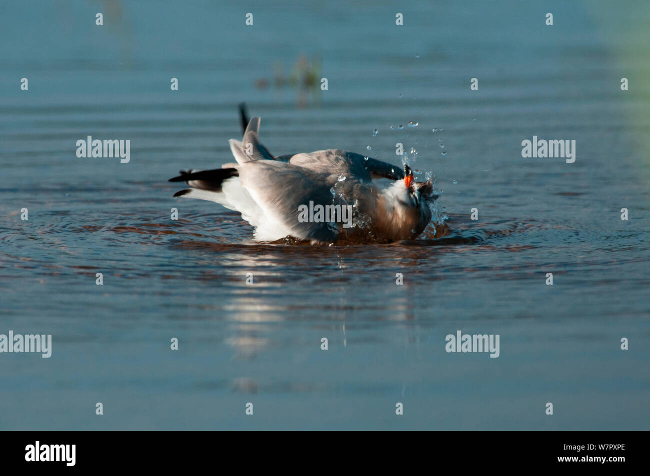 Grey Pratincole (Glareola cinerea) bathing. Douala-Edea Reserve ...