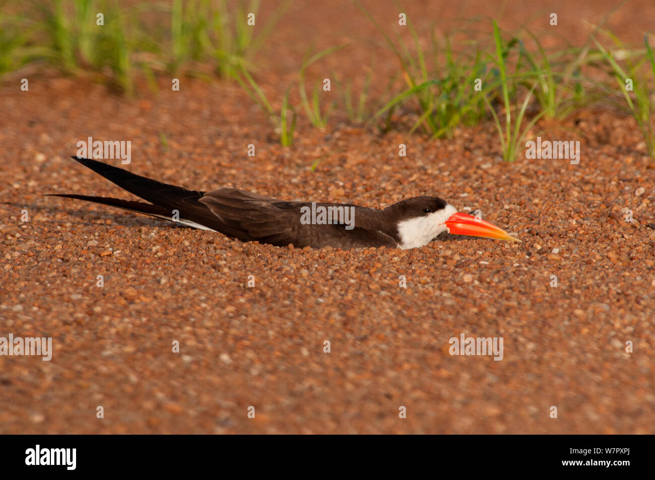 African Skimmer (Rynchops flavirostris) sitting on nest, Douala-Edea ...