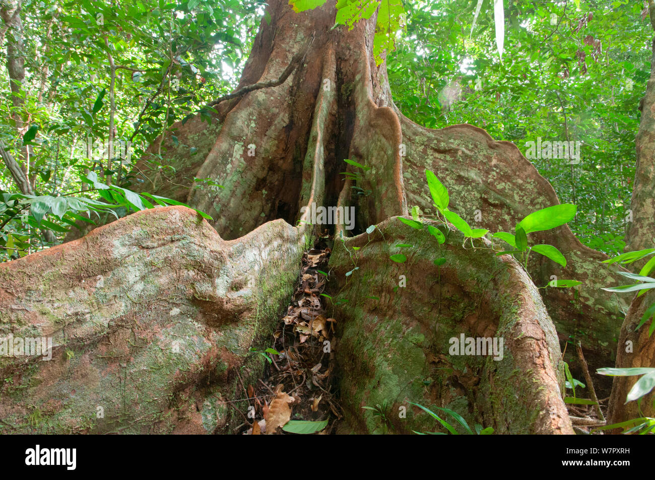 Buttress roots of rainforest tree, Loango National Park, Gabon ...