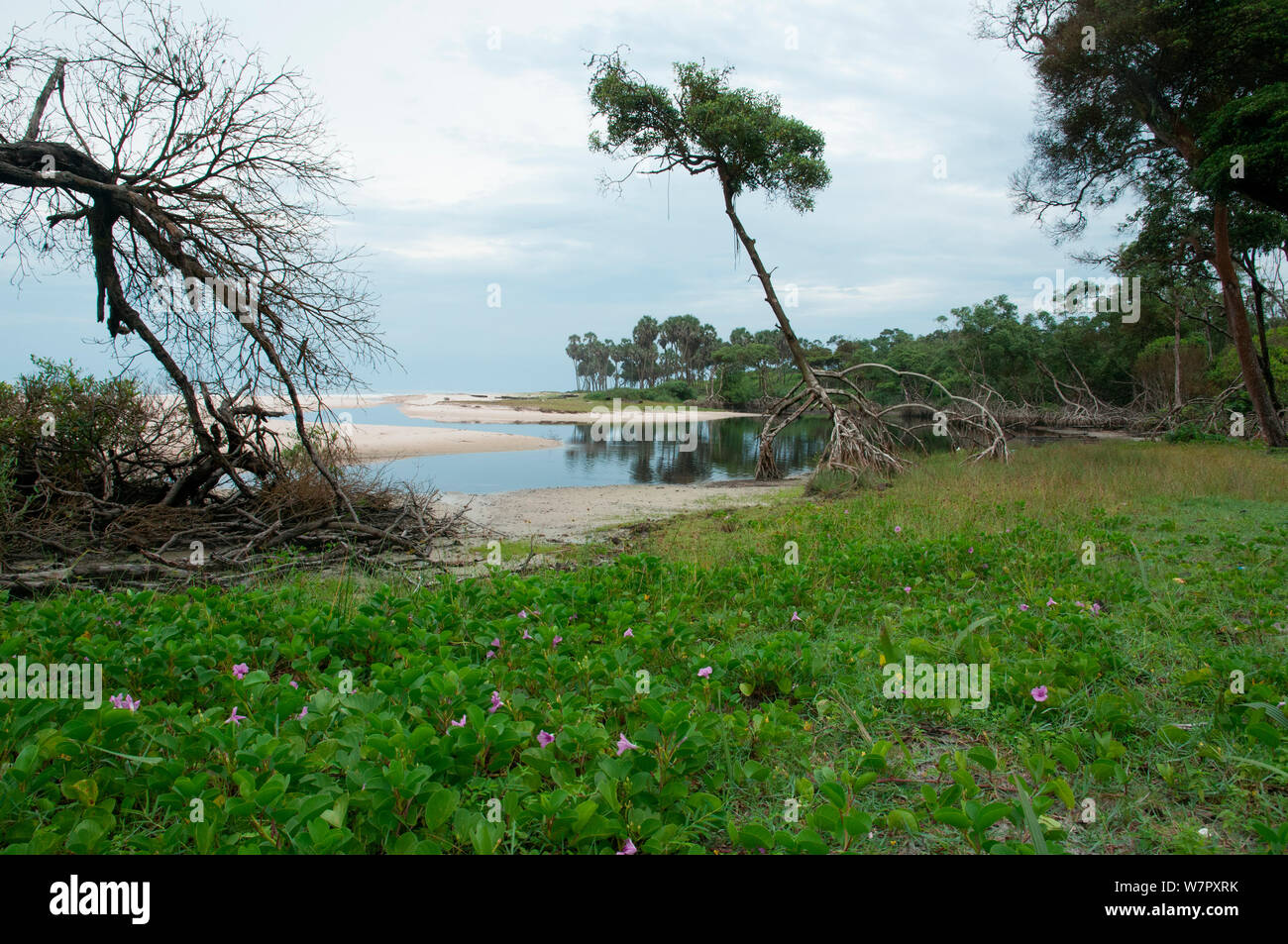 Mangrove lagoon, Loango National Park, Gabon. Photograph taken on ...