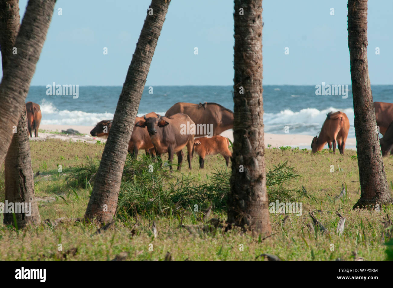Forest Buffalo (Syncerus caffer nanus) herd near beach, Loango National ...