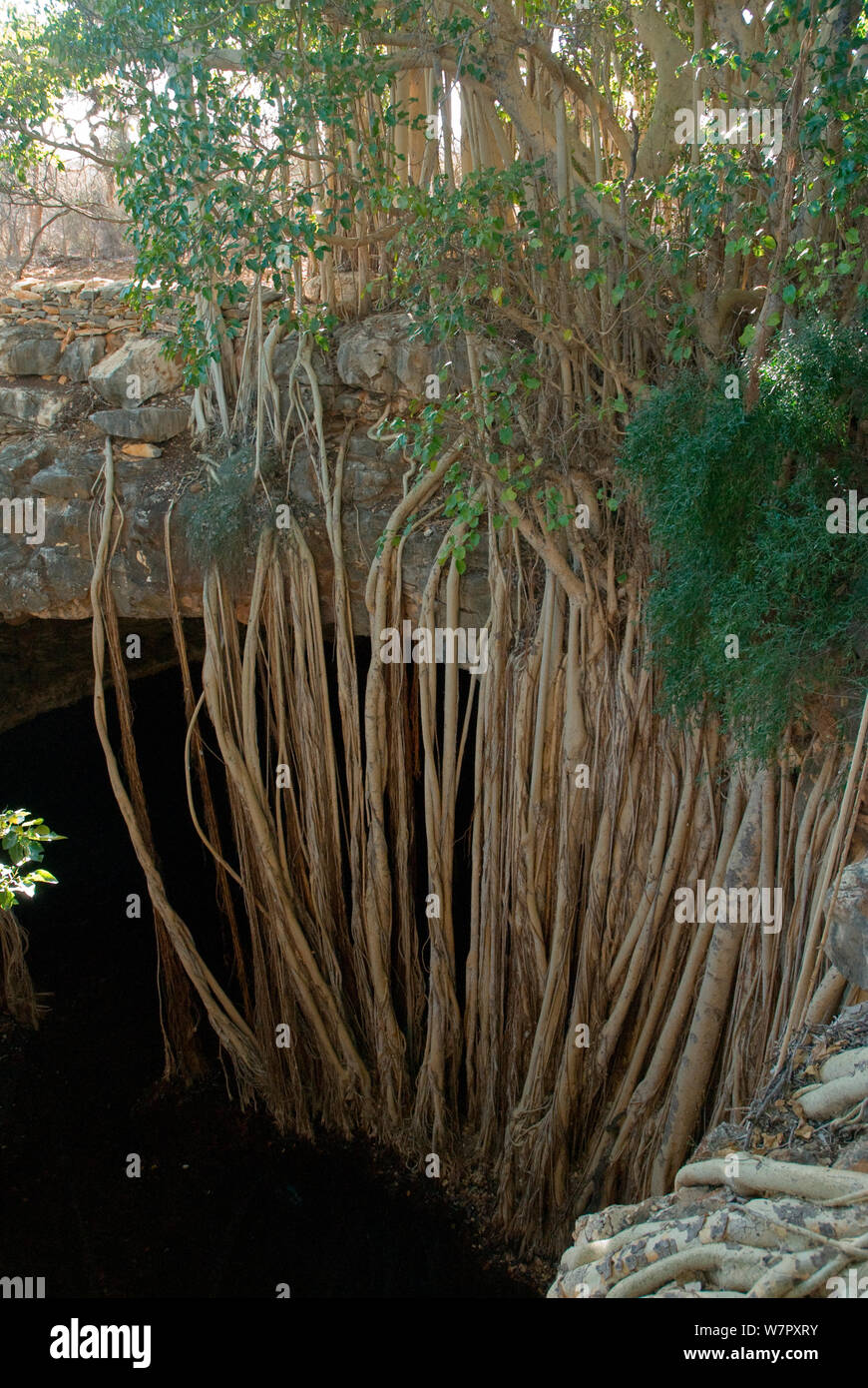 Roots of Banyan tree (Ficus benghalensis) descending into limestone ...