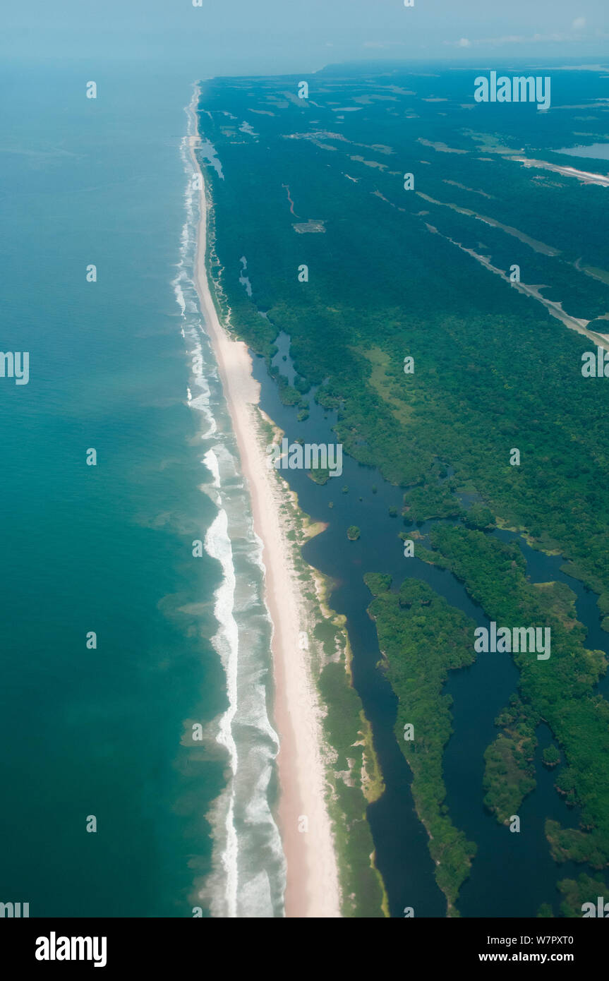 Gamba gabon hi-res stock photography and images - Alamy