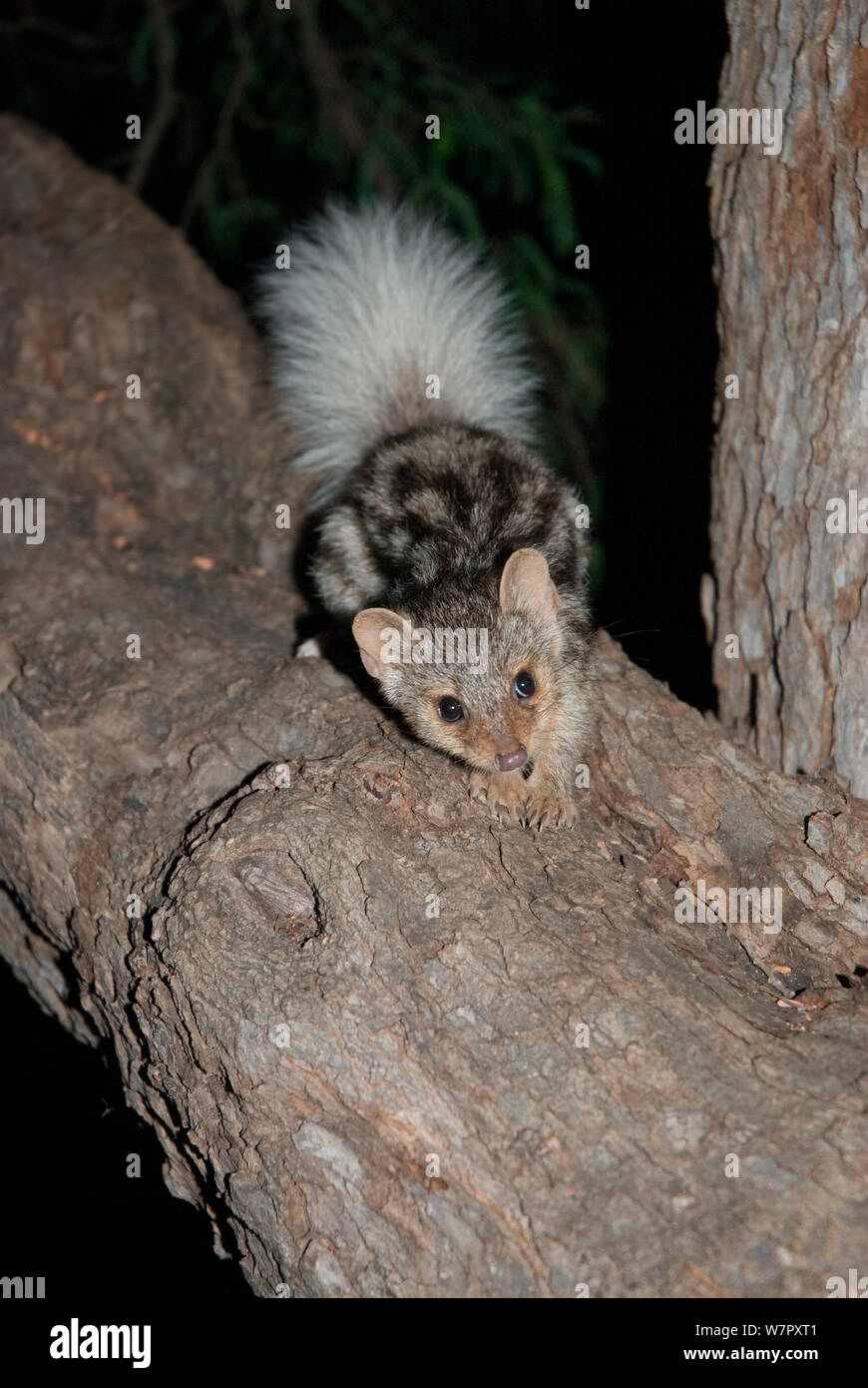 Grandidiers mongoose hi-res stock photography and images - Alamy