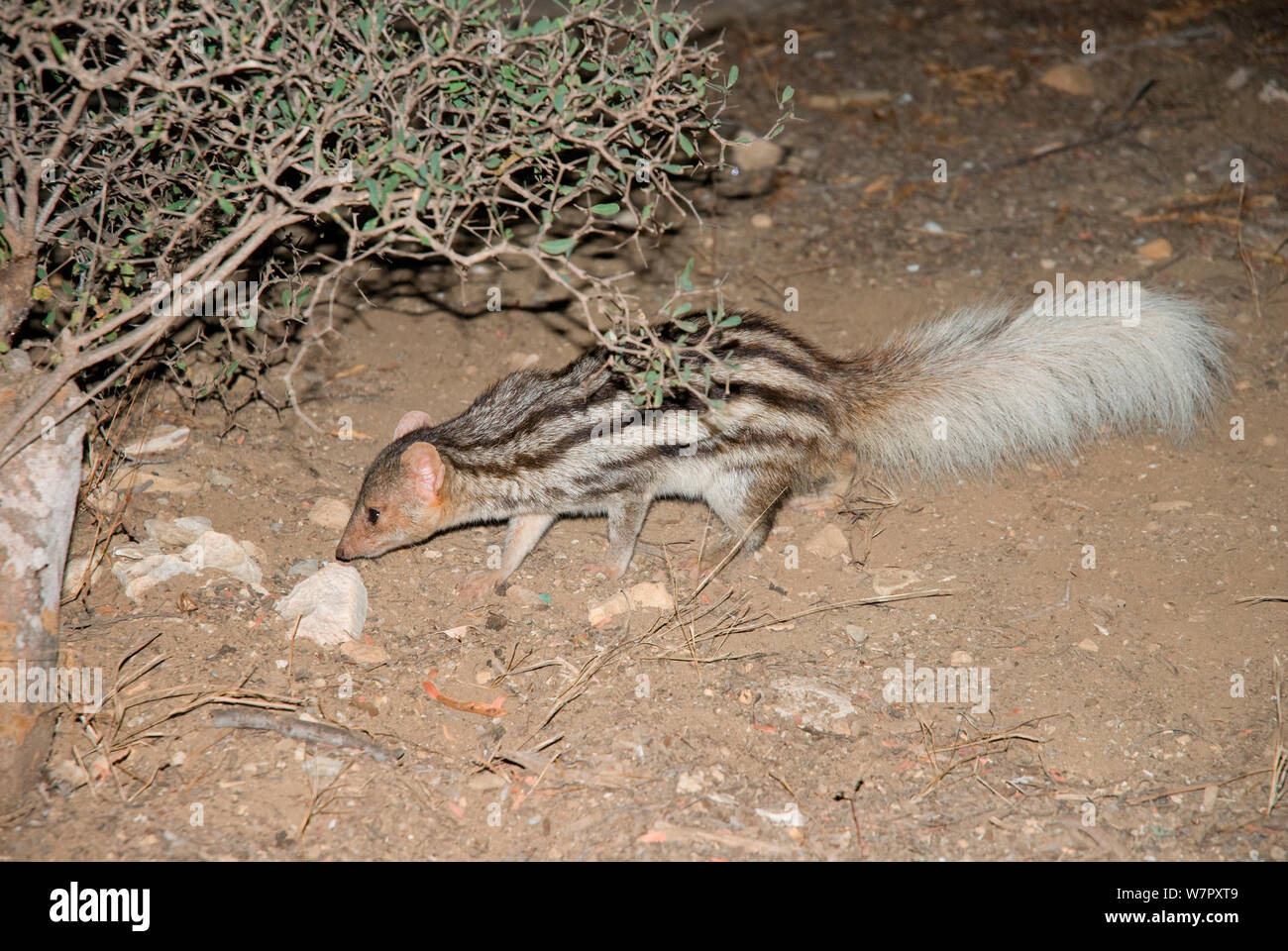 Galidiinae hi-res stock photography and images - Alamy