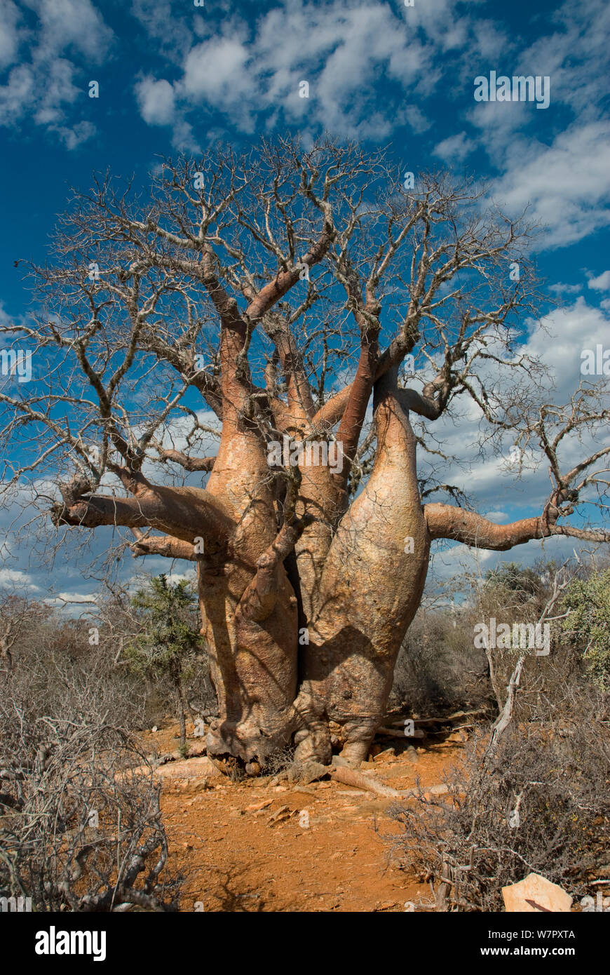 Za baobab tree hi-res stock photography and images - Alamy
