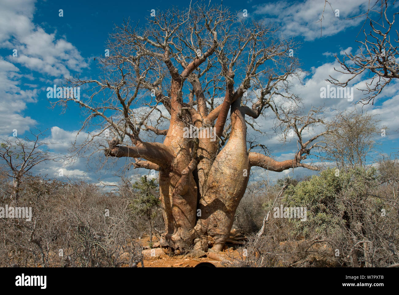 Baobab tree (Adansonia za) in Tsimanampetsotsa National Park ...
