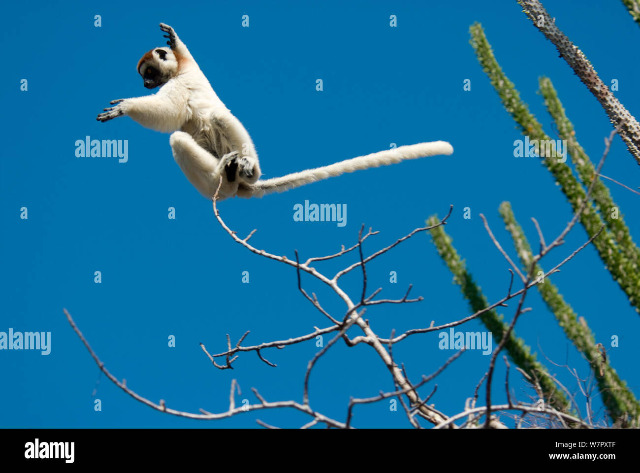 Verreaux's Sifaka (Propithecus verreauxi) leaping between trees in ...